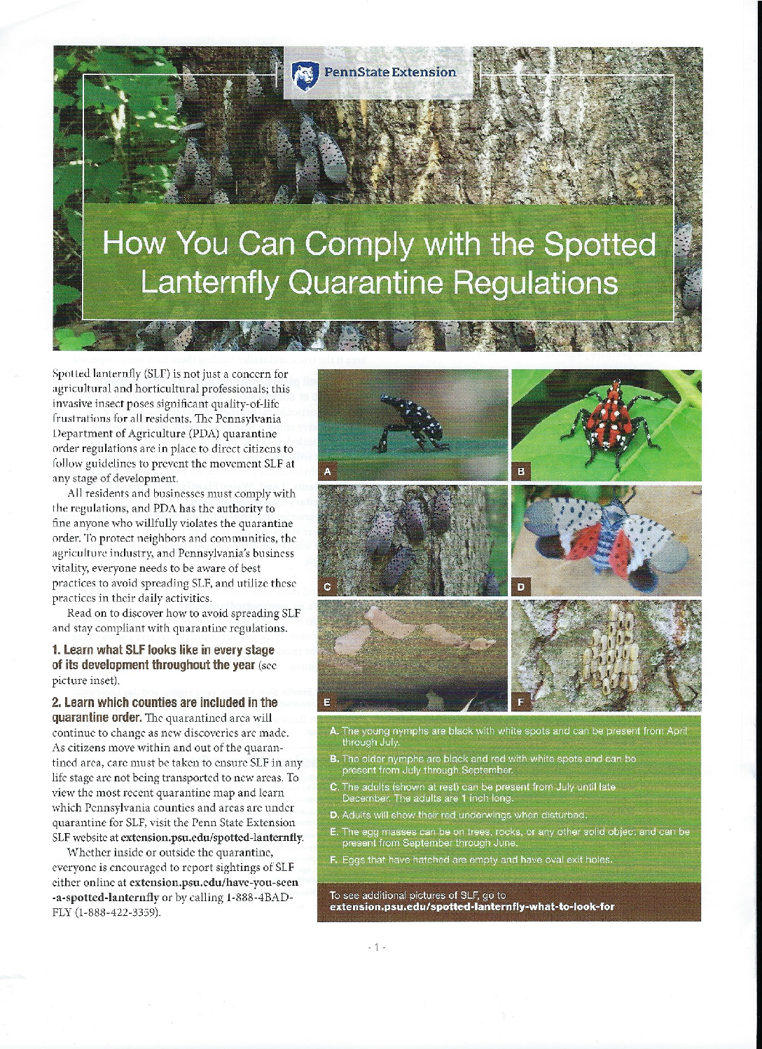 How You Can Comply with the Spotted Lanternfly Quarantine Regulations ...